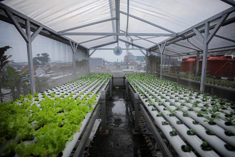 Bertani di atap rumah di tengah Kota Bandung, urban farming RW 7 Suka ...