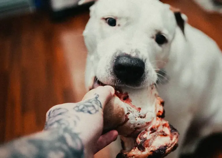 6 things you should never feed your dog (but most owners still do)