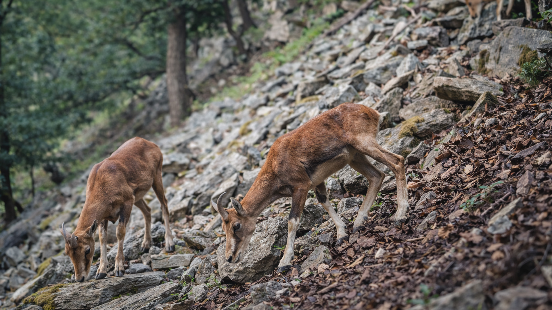 What the trail camera captured deep in the forest
