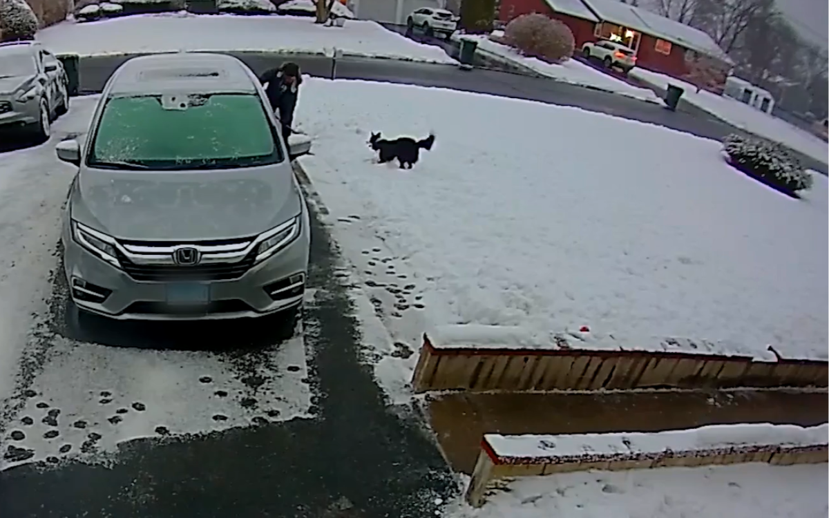 What Border collie does every time it snows never fails to impress owner