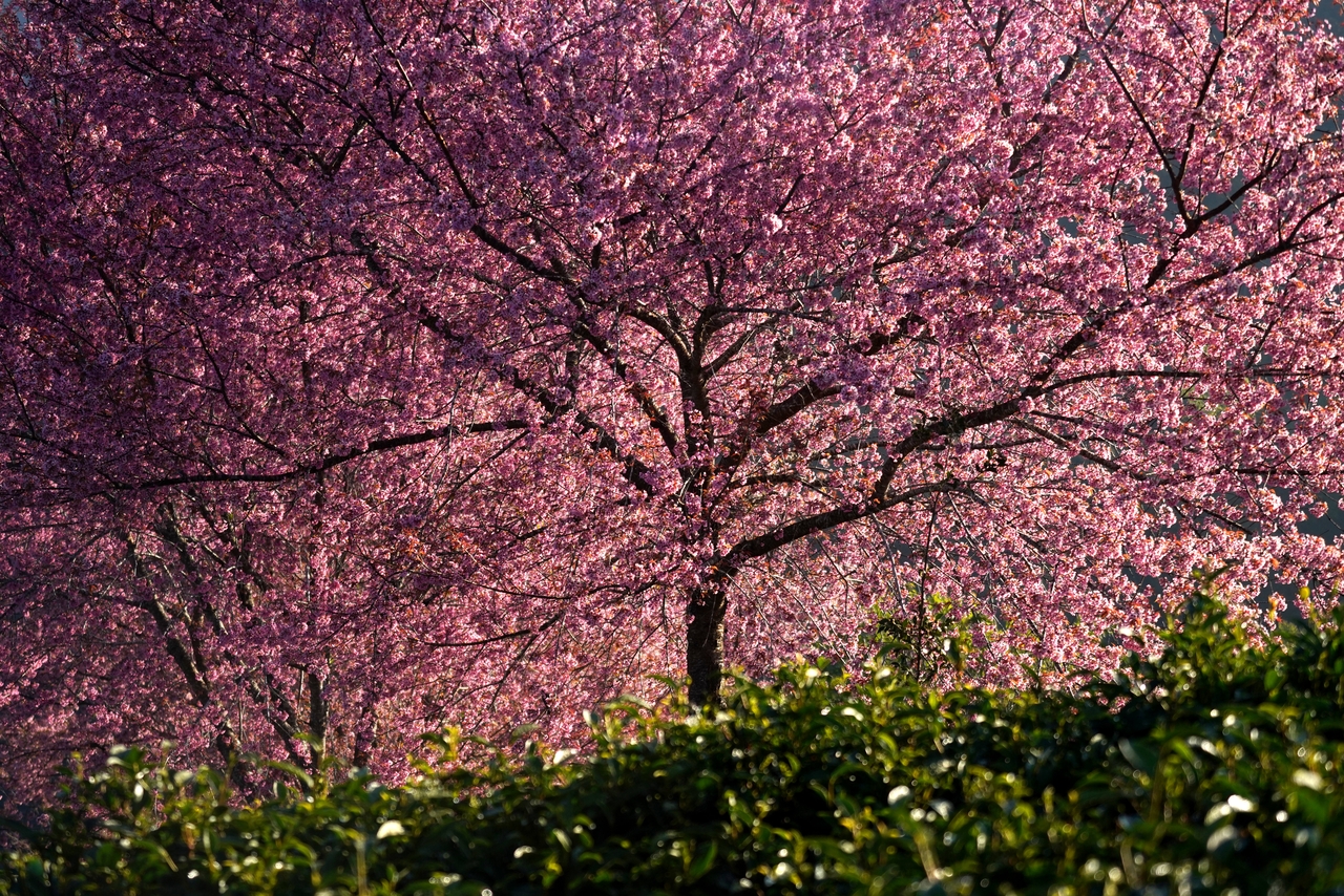 云南昌宁：樱花烂漫迎新年