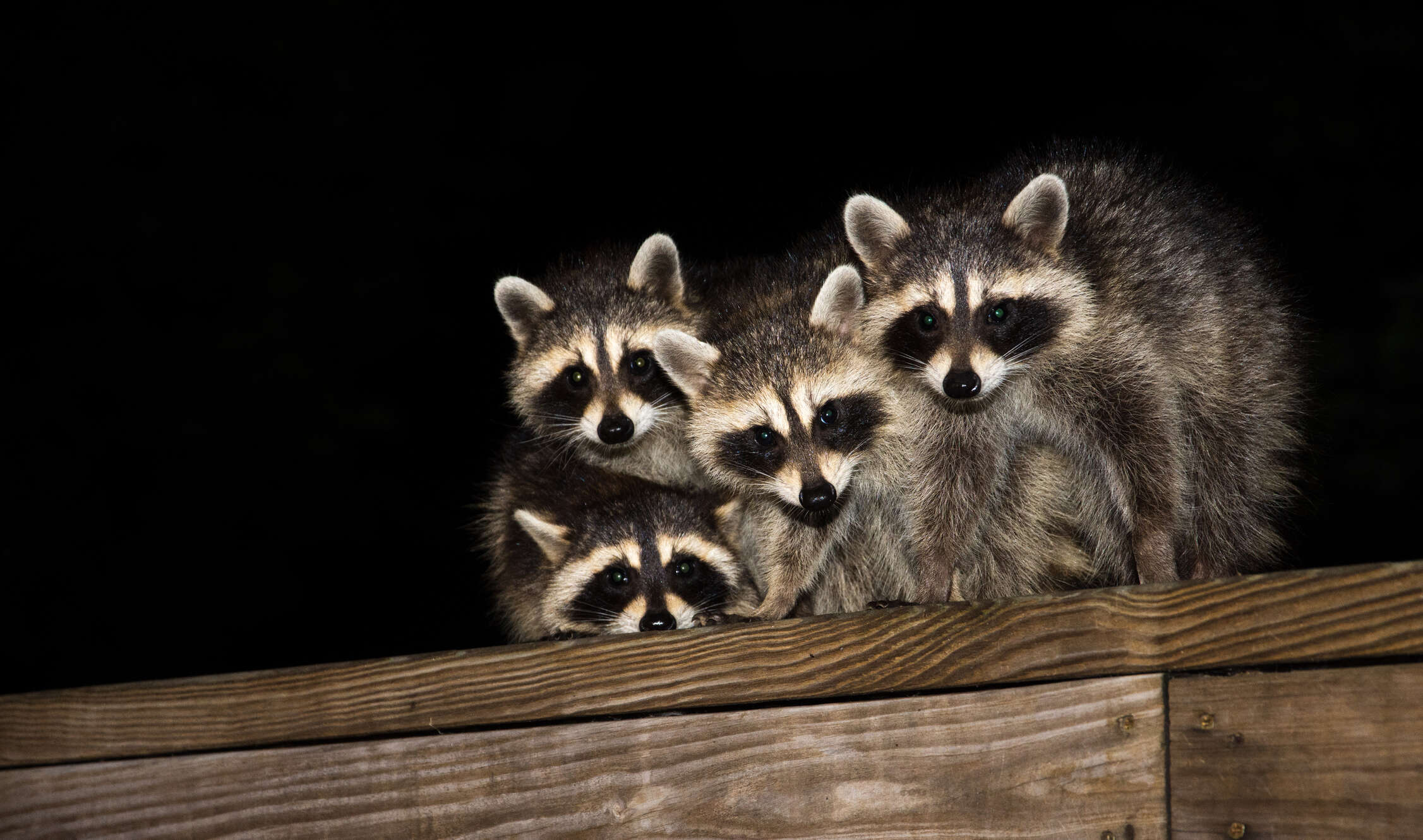 Are you sharing your house with raccoons?