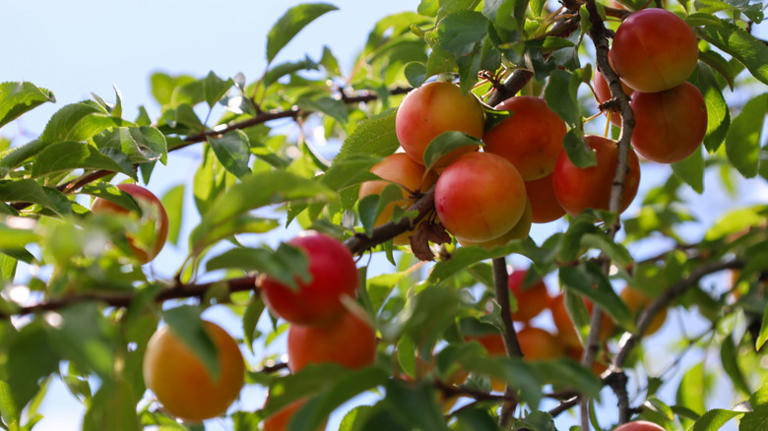 The beautiful and hardy fruit tree that'll thrive in colder climates