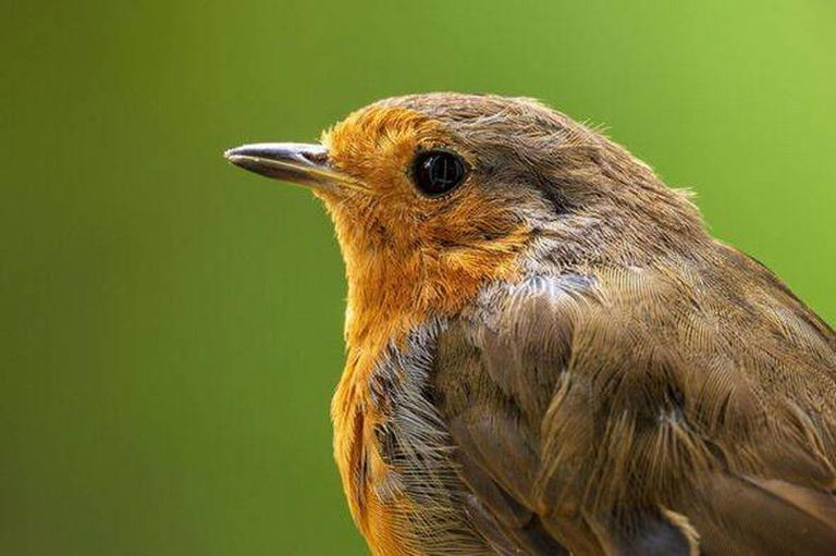 Put two foods in your garden in winter and robins will 'keep coming back'