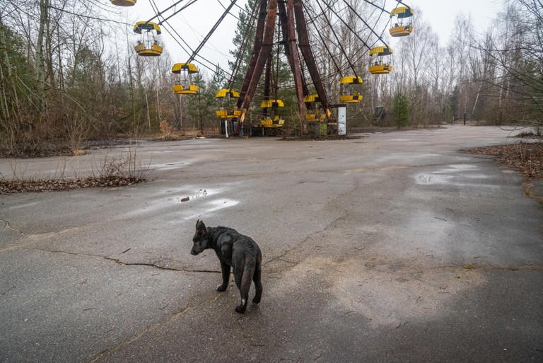 After 30 years in toxic radiation, Chernobyl’s dogs are transforming at ...