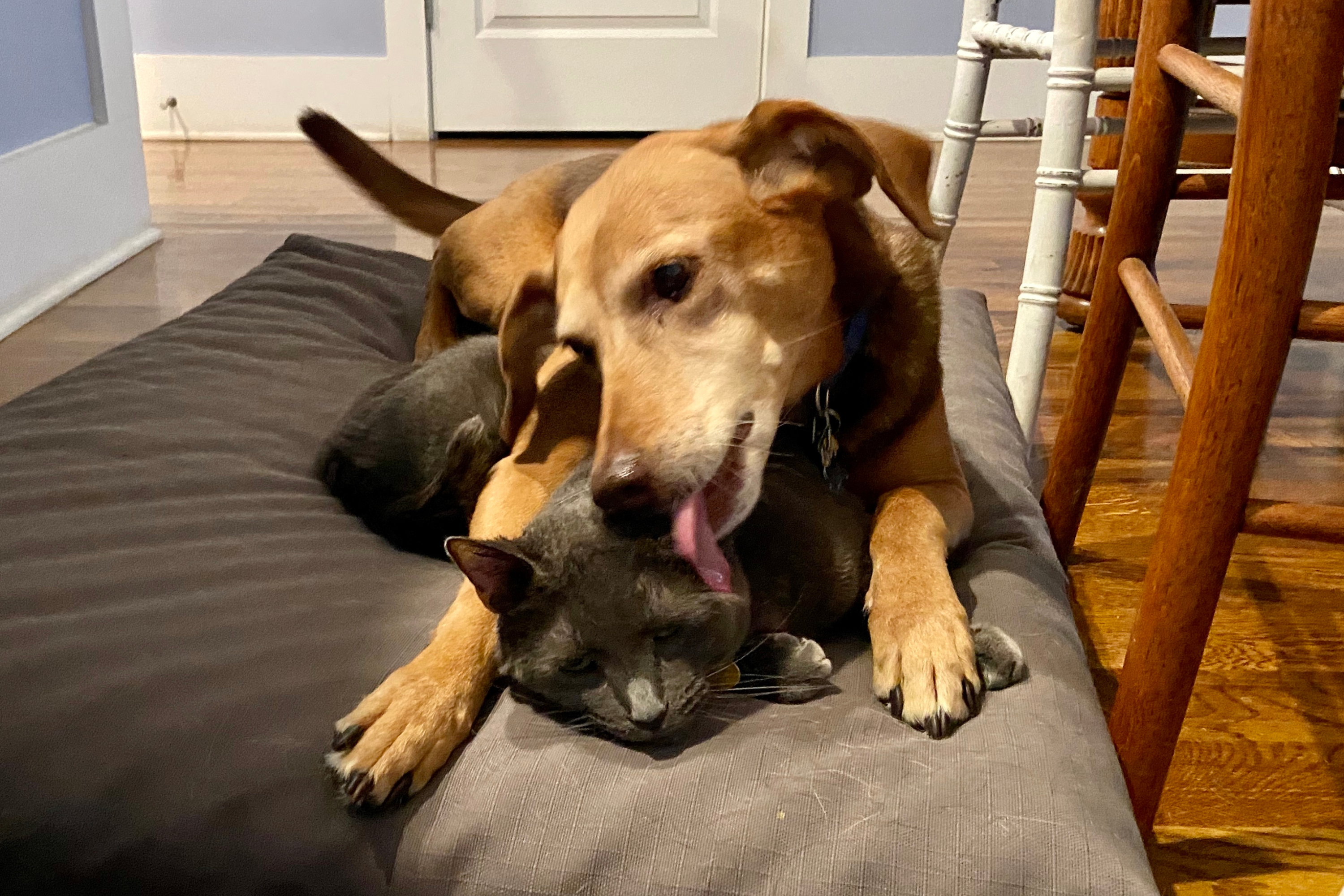 26-year-old cat can no longer groom himself, tears as dog sibling steps up