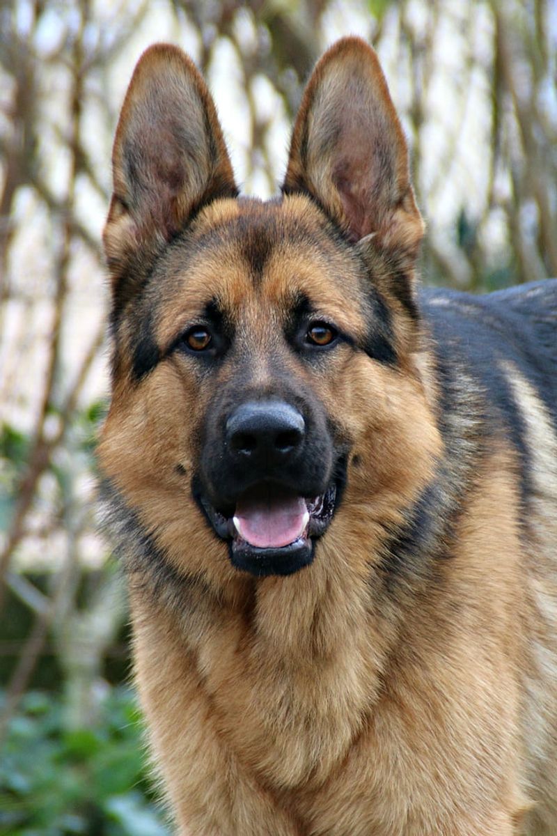 14 protective dog breeds that stay loyal and focused on their family