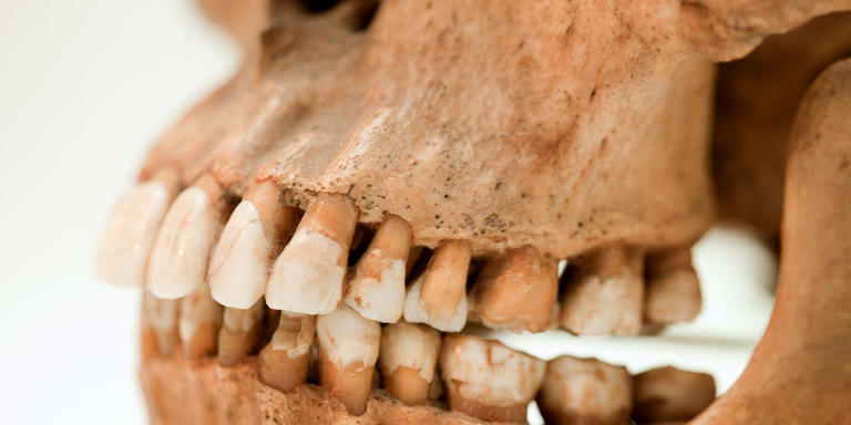 Archaeologists Studied 583 Ancient Teeth. They Change the Story of ...
