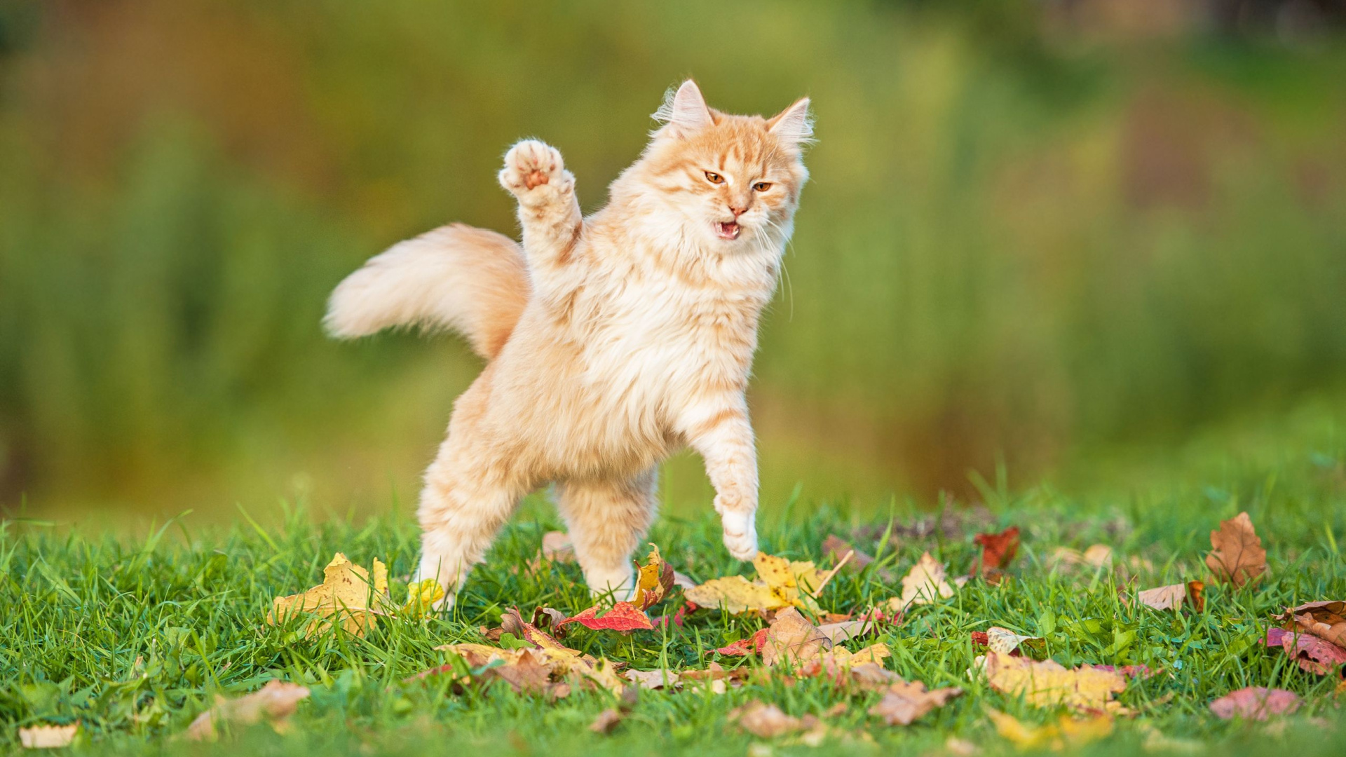 7 fun indoor games to satisfy your cat’s inner hunter