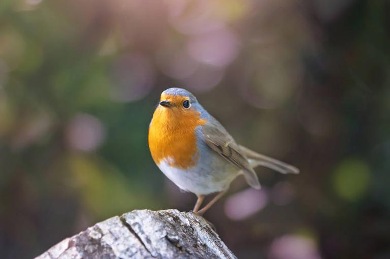 Put two foods in your garden in winter and robins will 'keep coming back'
