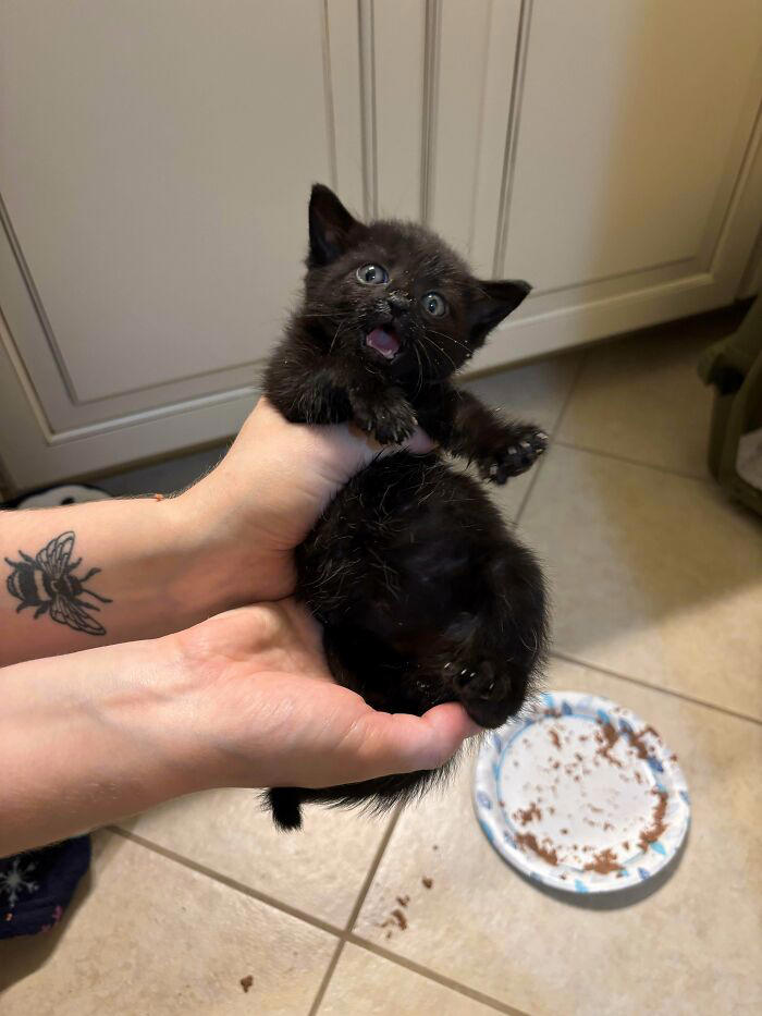 50 cats who appear to be running on pure instinct and zero coherent ...