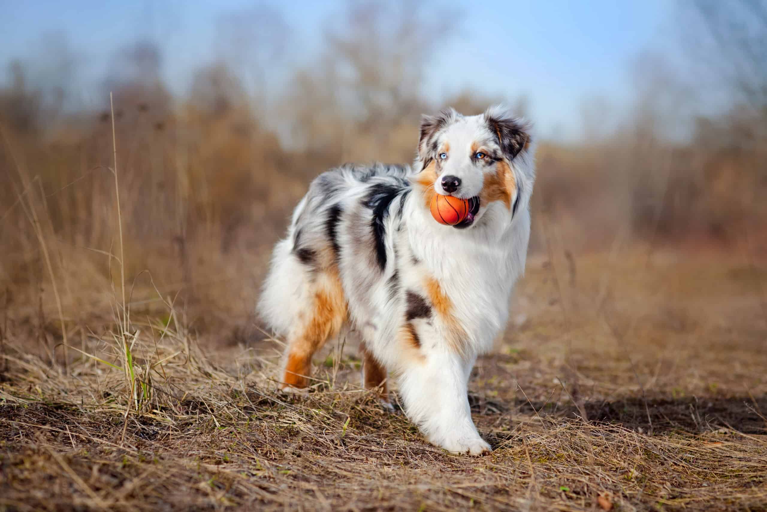 Could an Australian shepherd be the perfect dog for your family?