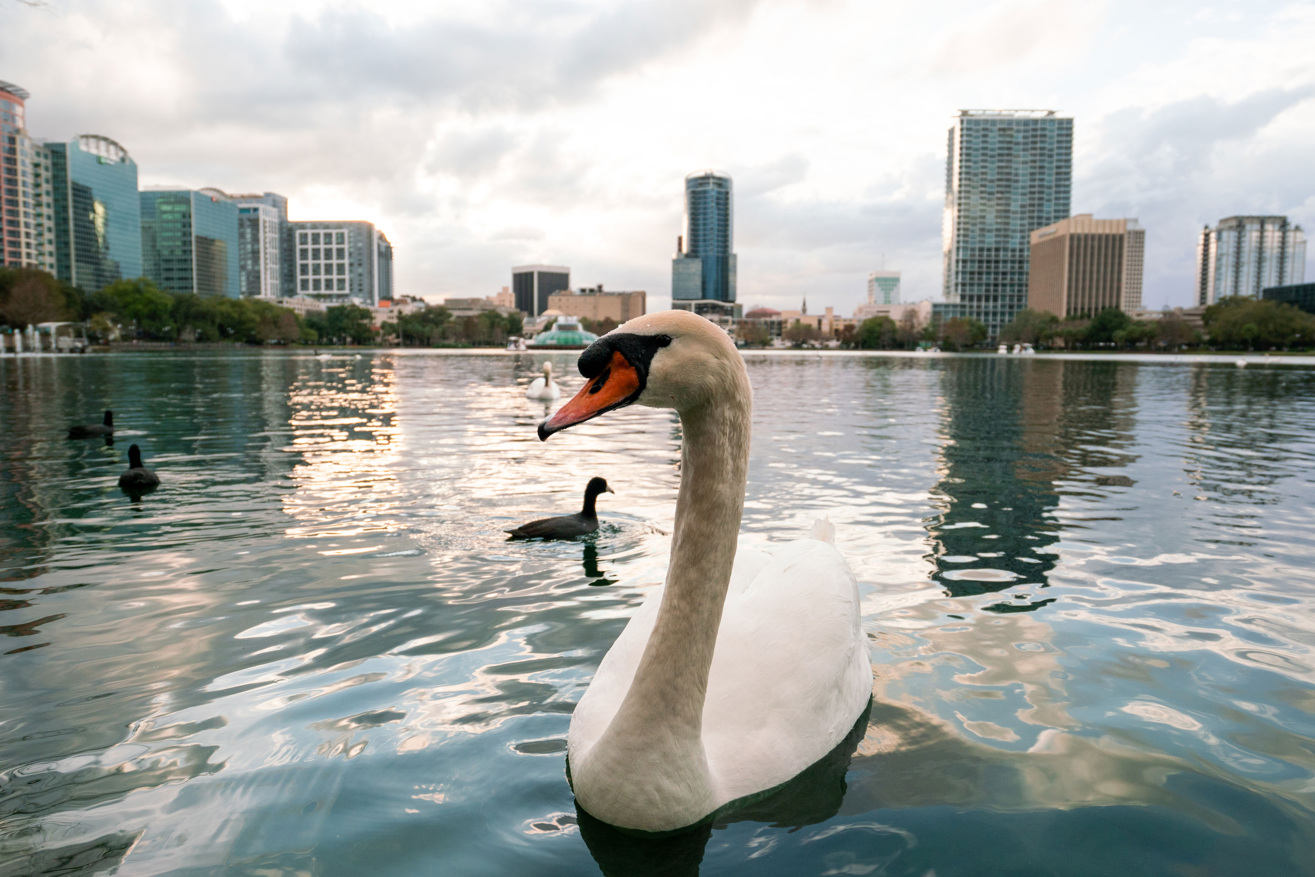 Mass swan death in Florida sparks cover-up claims