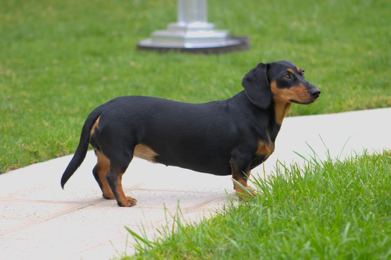 16 best small dog breeds that feel like big dogs in personality
