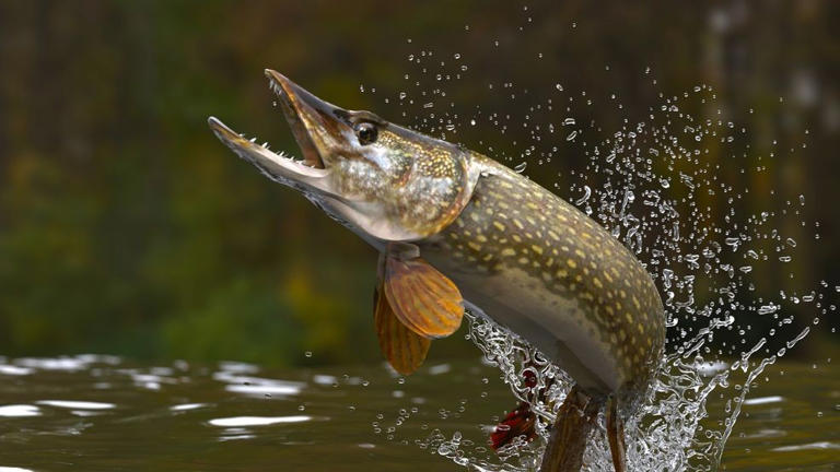 MDIFW says release on northern pike changes is fake