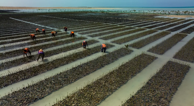 Will Saudi Arabia succeed in turning its vast desert landscape green by ...