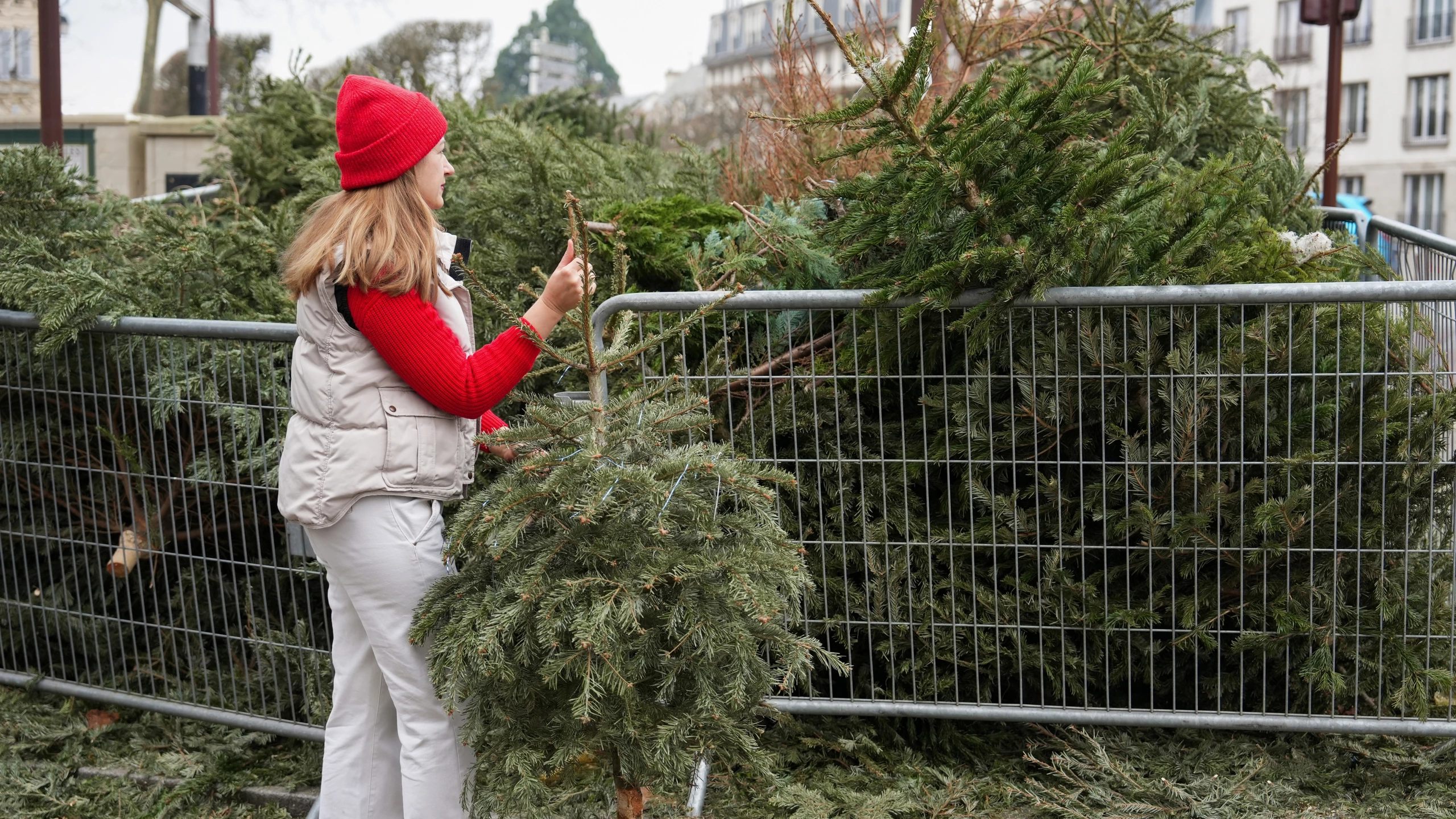 La Métropole de Lyon déploie sa traditionnelle collecte des sapins de Noël