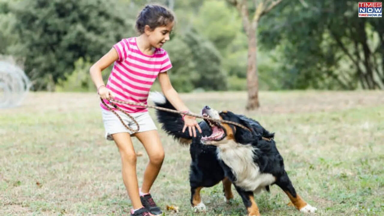 CBSE issues guidelines for schools to prevent dog-bite incidents