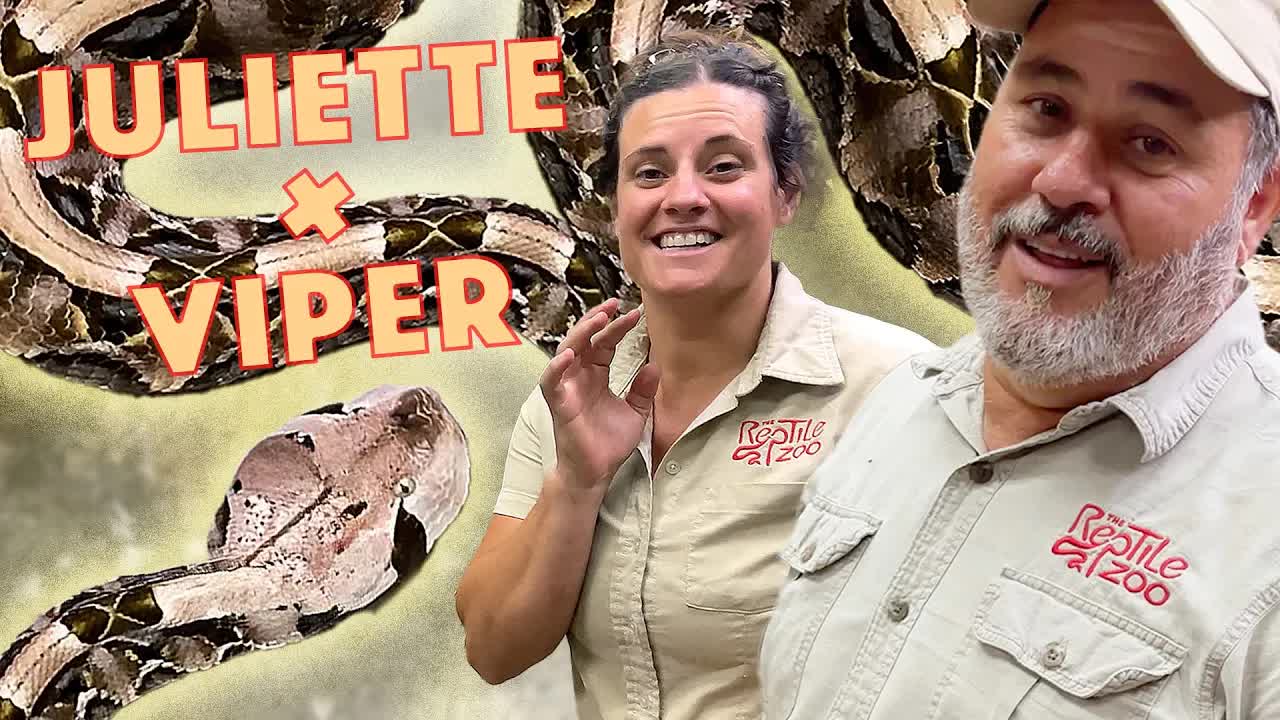 Handling venomous snakes for the first time 😳