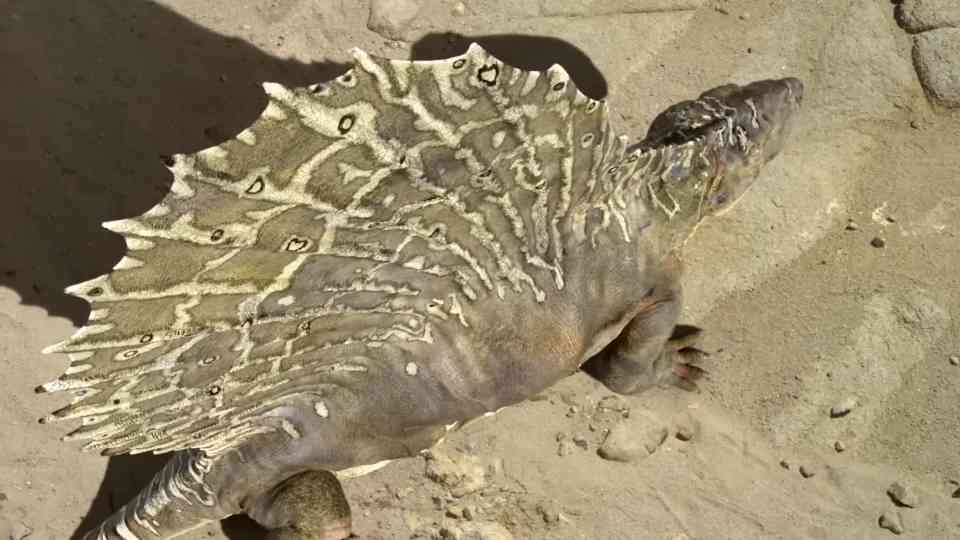 How maternal instinct pushes the body beyond its limits