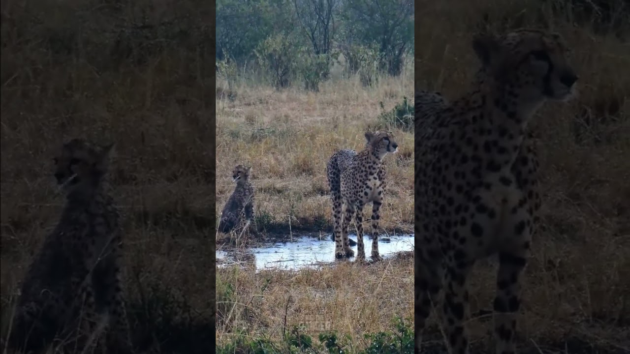 Cheetah and cub brave the rain together in Mara