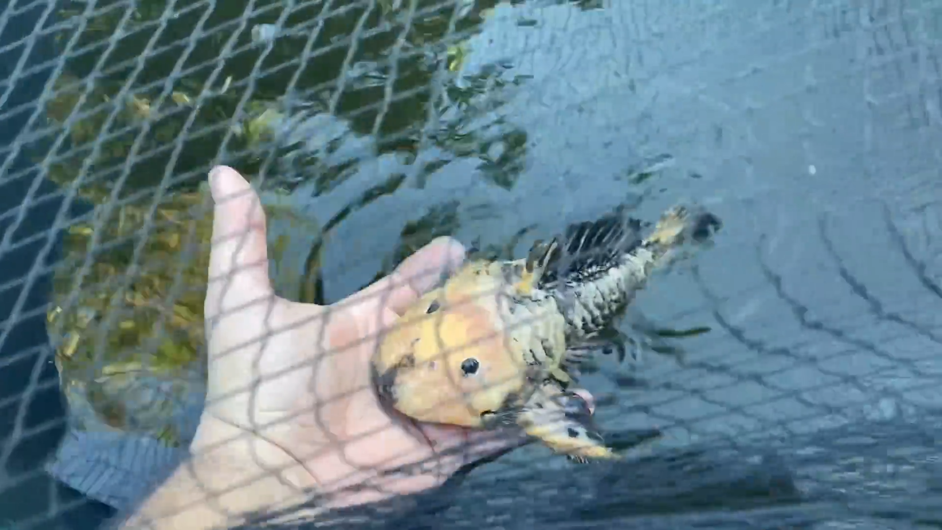 Setting up an aquarium for ancient fish