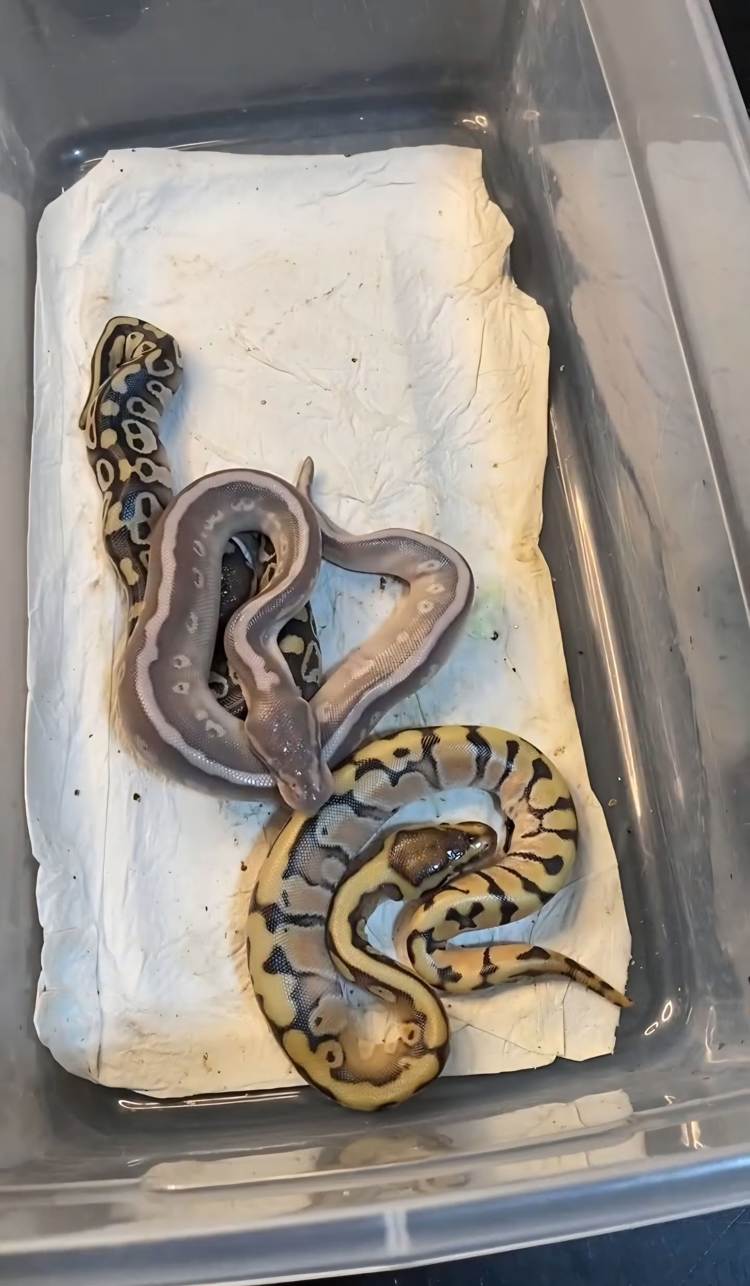 Ecdysis = the entire biological process of shedding the outer skin