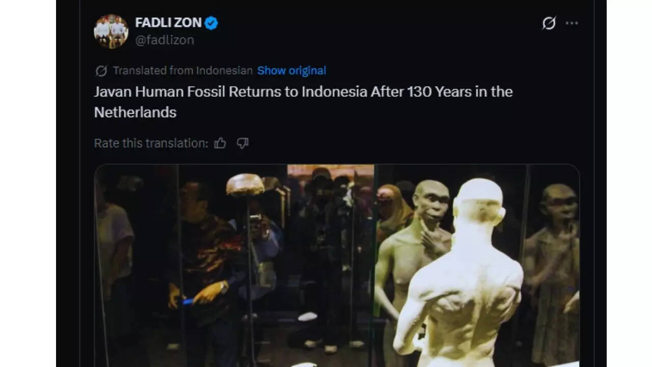 ‘Java Man’ fossils return home to Indonesia after 130 years in the ...