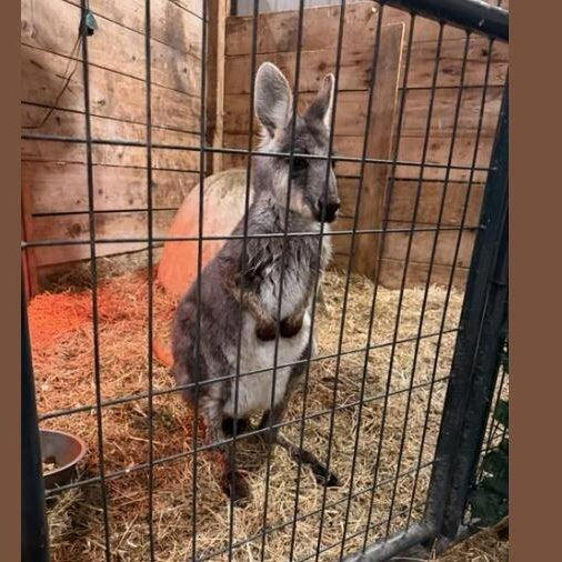 Rex the wallaby found and returned after escaping New Jersey animal farm