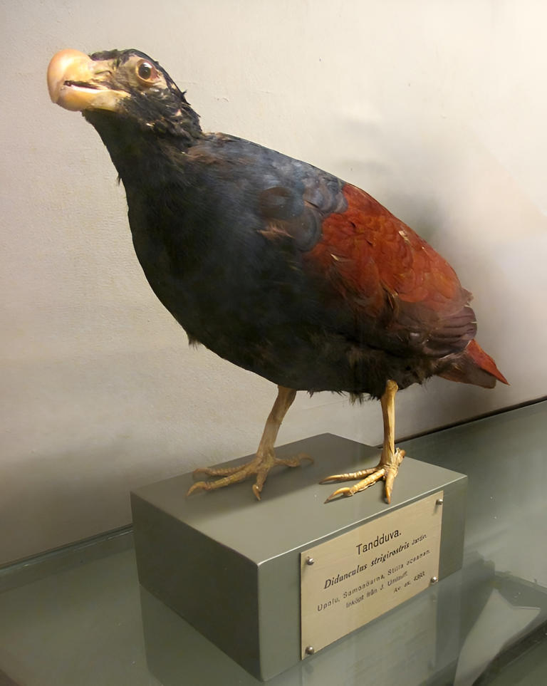 Le Manumea, plus proche parent du dodo, refait surface après 5 ans de ...