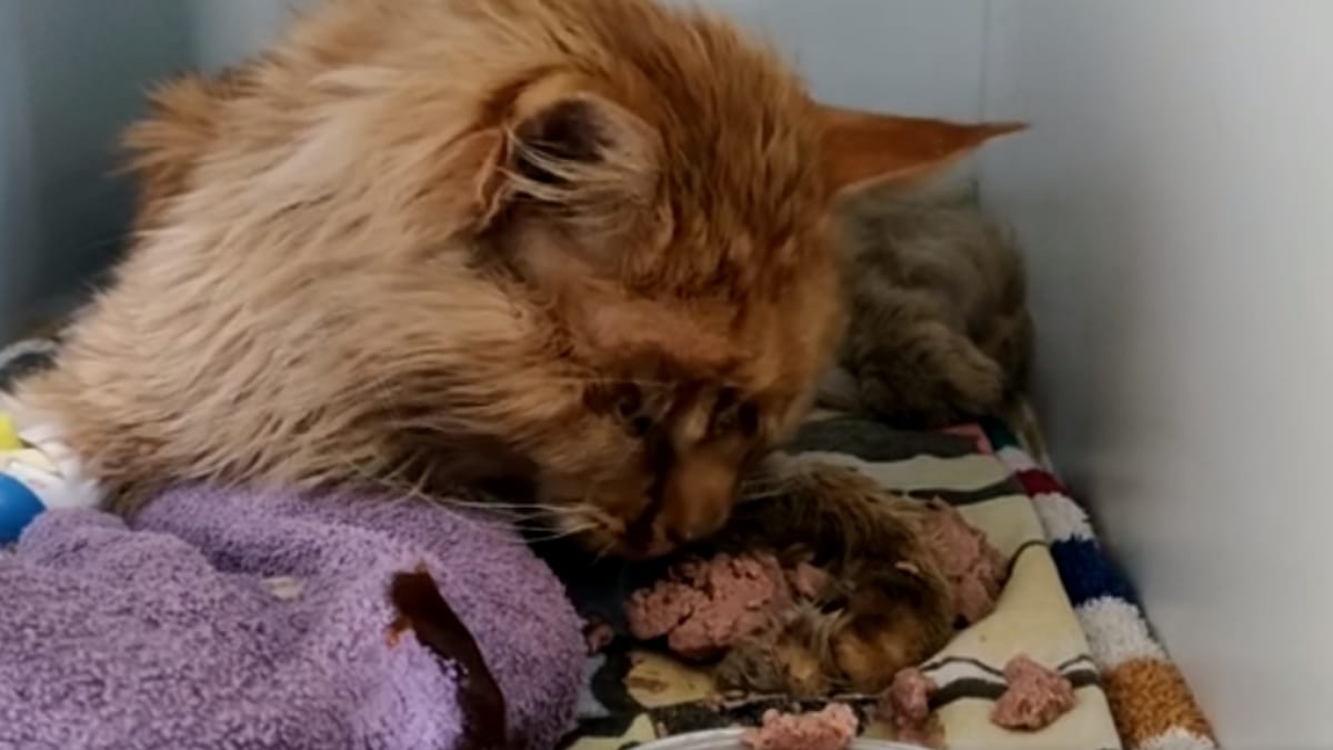 El gato abandonado parece recuperarse: unas horas más tarde, el horror ...
