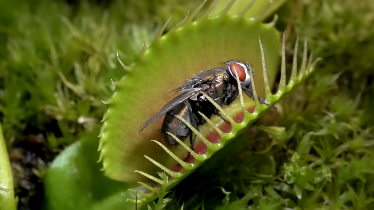 The insane biology of: The Venus flytrap
