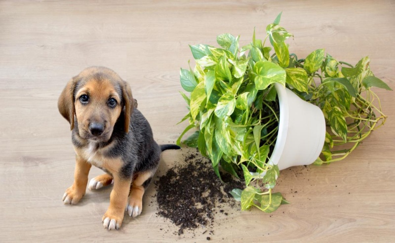 15 Toxic Garden Plants That Could Put Your Pets at RiskWhat Every Owner ...