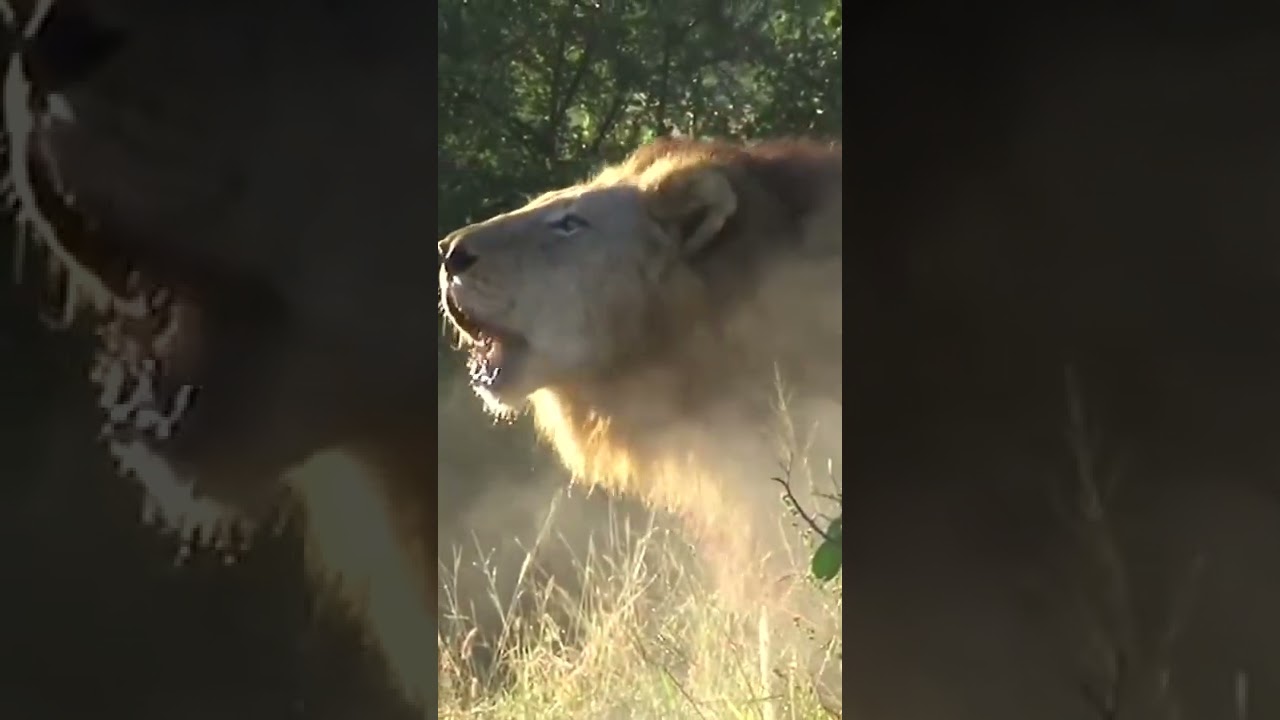 Powerful Mapogo lion roars to assert dominance across savannah