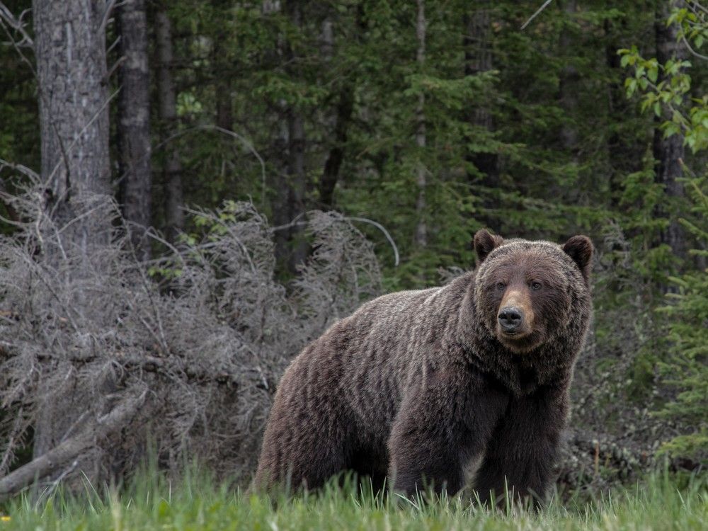 It's been a year of frightening bear attacks. What's next according to ...