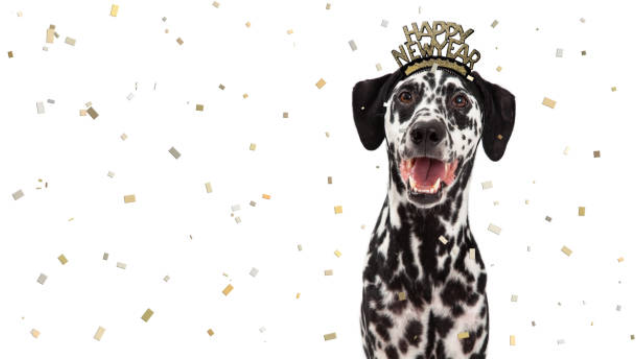 New year with pets: A celebration they can actually enjoy