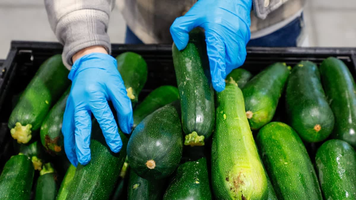 How do we solve hunger in Tampa Bay?