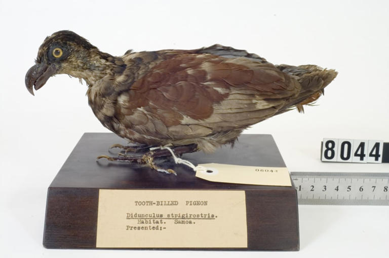 Scientists have just spotted dodo’s closest living relative on the ...