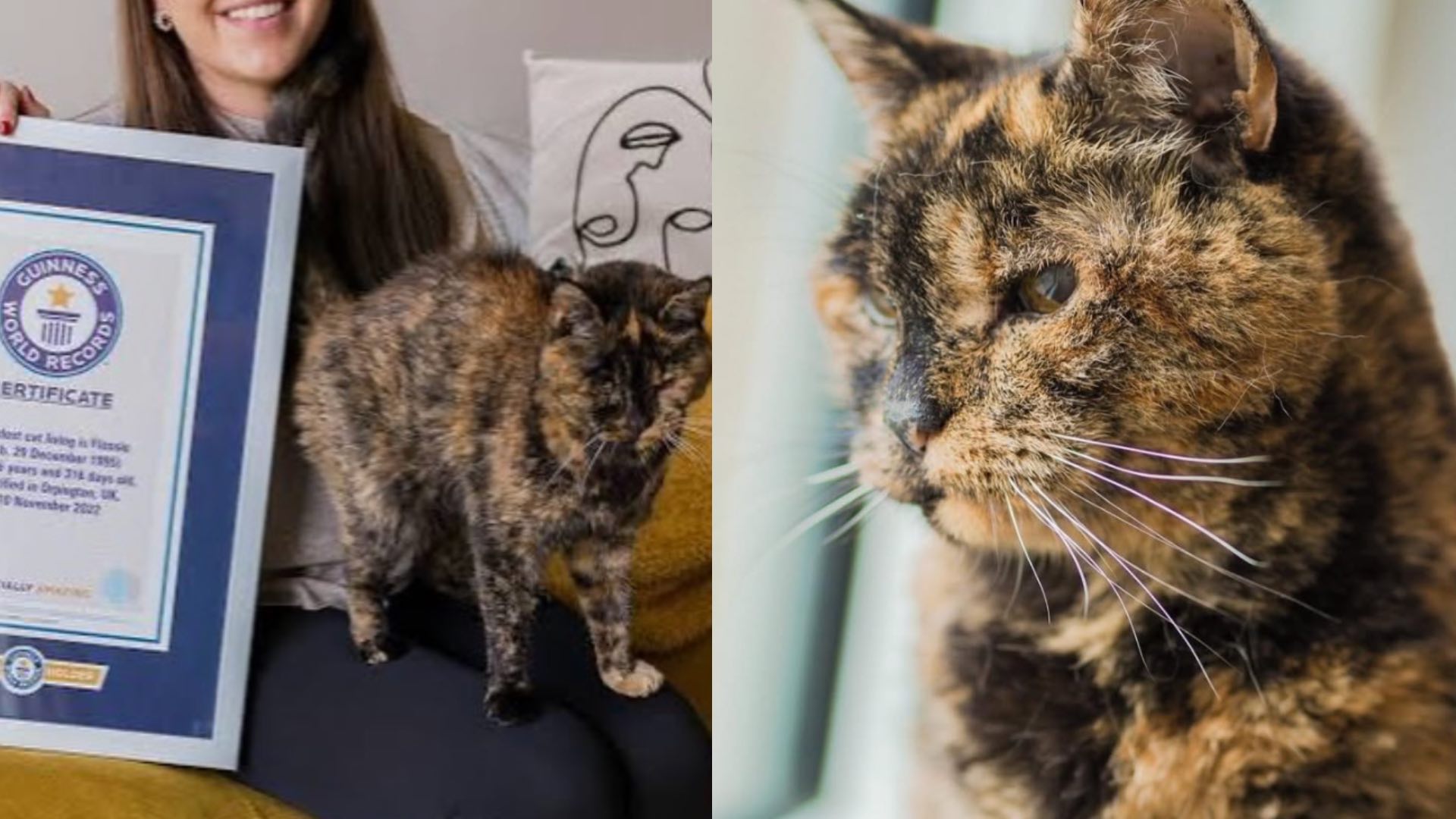 Flossie is 30 years old: the world's oldest cat celebrates her birthday