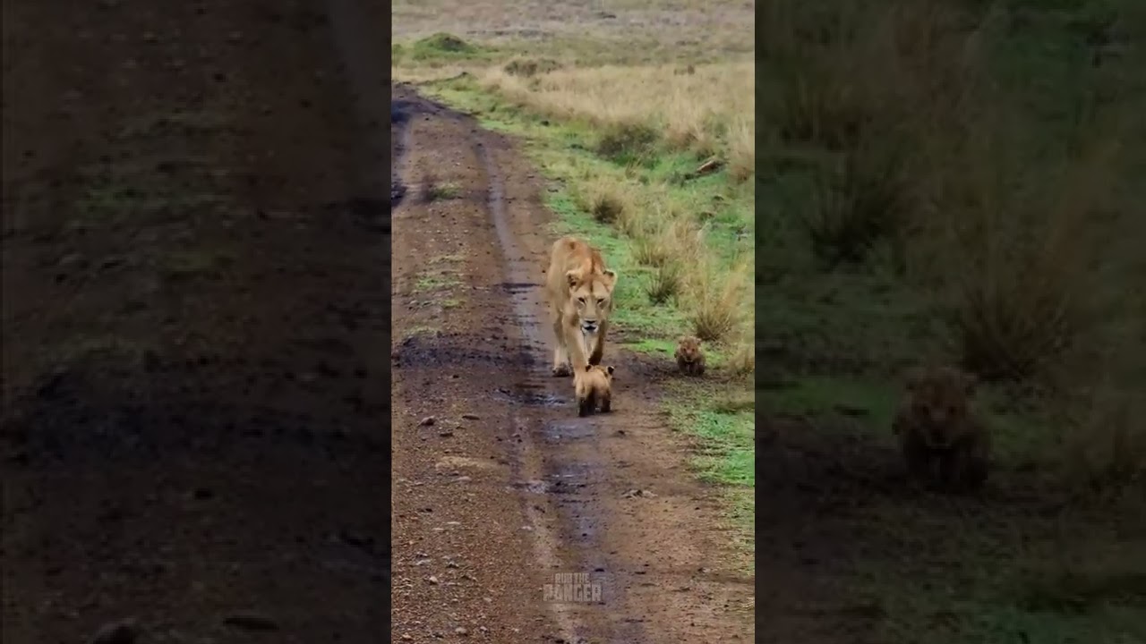 Troublesome twins create chaos at lively wildlife den