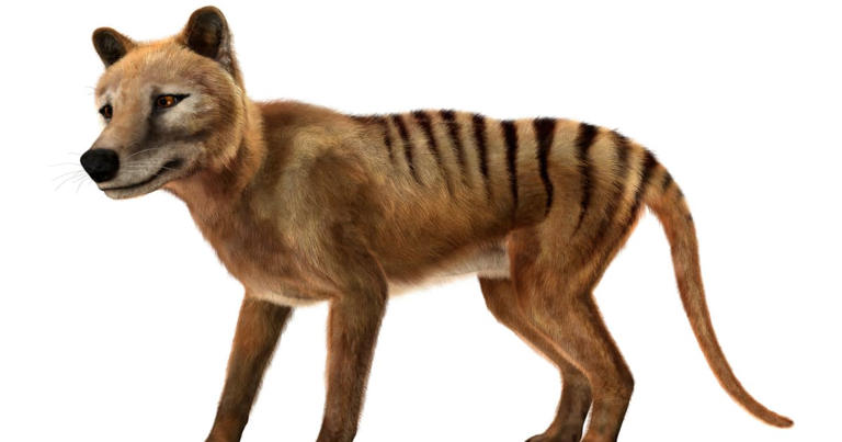 Scientists just recovered RNA from an extinct Tasmanian tiger. The last ...