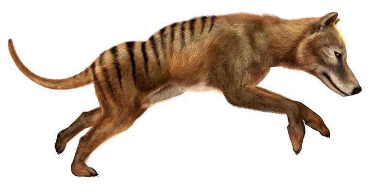 Scientists just recovered RNA from an extinct Tasmanian tiger. The last ...