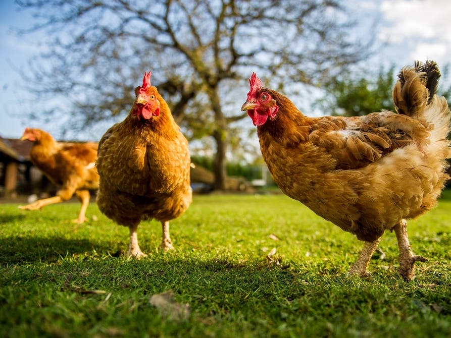 Hen-keeping ordinance gets unanimous approval in Woodridge