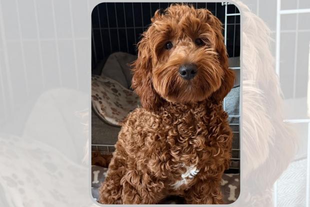Appeal to find puppy Winnie missing after road traffic crash in Wrexham