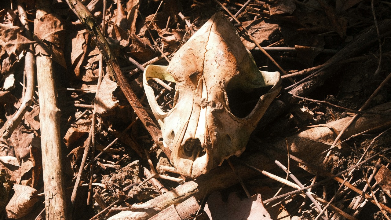 Sweden dig finds a 5,000-year-old dog buried with a bone dagger