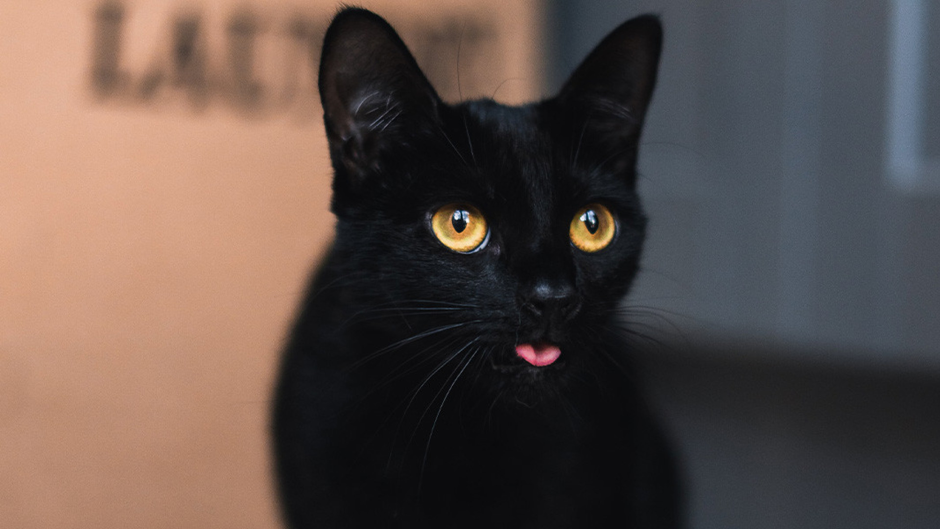 The growing trend of leaving millions to dogs and cats