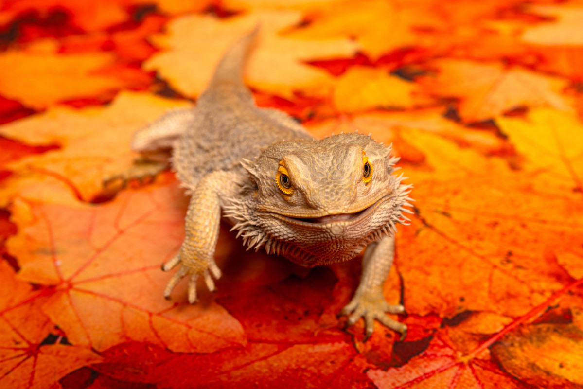 150+ cute and funny names for your pet lizard