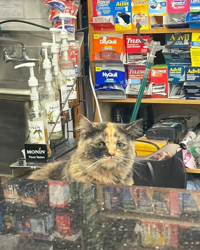56 cute photos of bodega cats that feel like masters of the shops