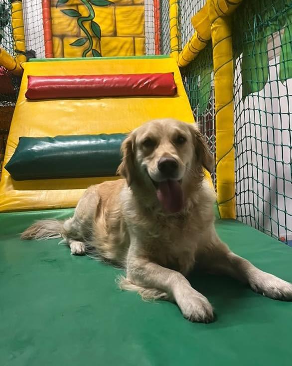 Soft Paws dog play centre in Southport looking at helping children with ...