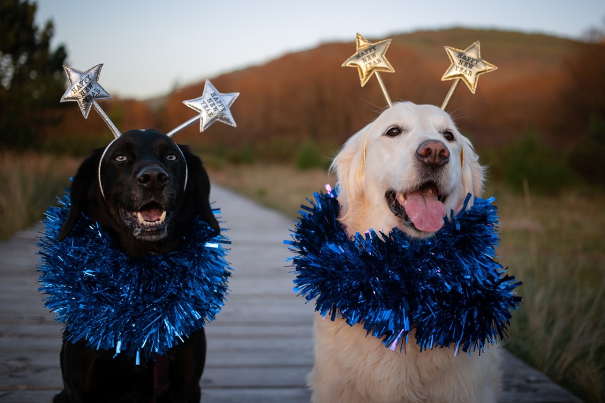 Best pet New Year resolutions for 2026, according to a vet